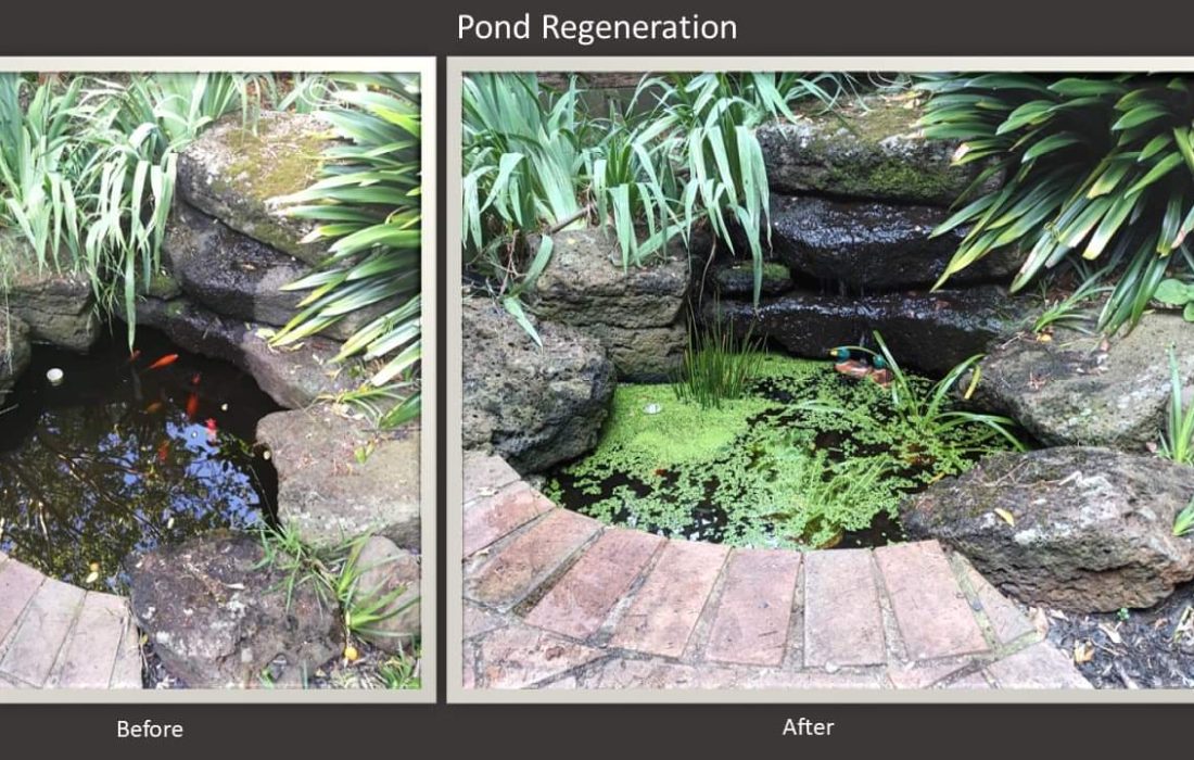 Melbourne Ponds and Gardens - Services